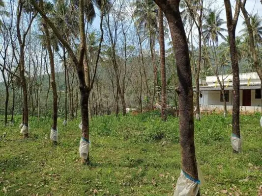 Property in Alakode Kannur - Real Estate in Alakode Kannur