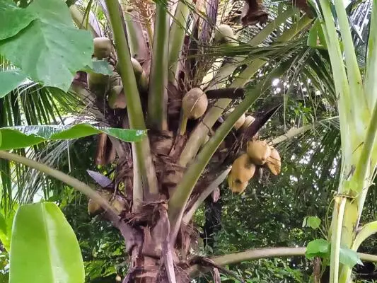 Property in Trichur Ernakulam - Real Estate in Trichur Ernakulam