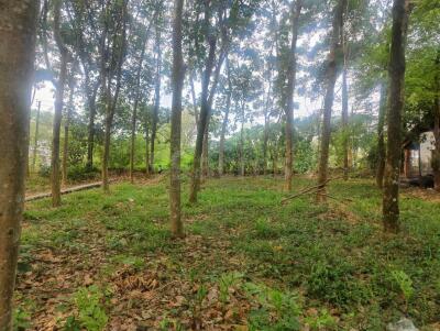 Freehold Plots in Edachira Kochi - Freehold Land / Plots for sale in ...
