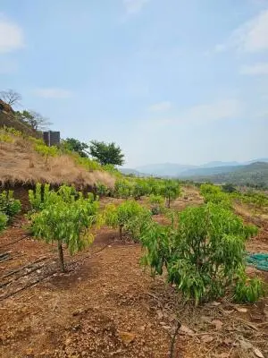 Plots for sale in Velhe, Pune - 23+ Residential Land / Plots in Velhe, Pune