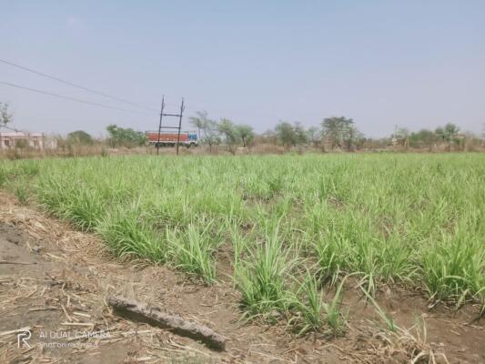 Agriculture / Farm land for sale in Anaval Surat - 15488 Sq. Yard.