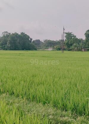 East Facing Plots in Maynaguri Jalpaiguri - East Facing Land / Plots ...