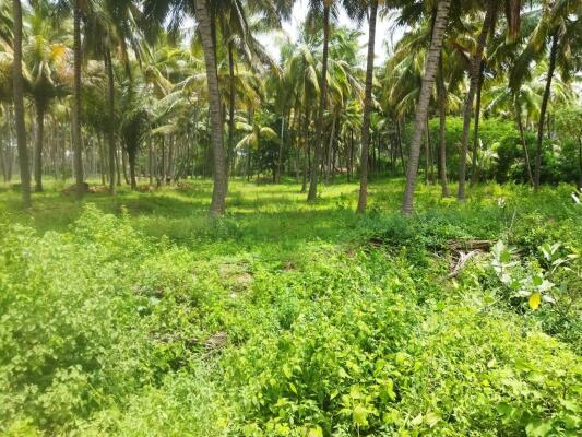 Agriculture land for sale in Elumalai Nagar Pollachi - Farm land for ...