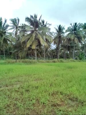 Farm House in Coimbatore - 25+ Farm House for sale in Coimbatore
