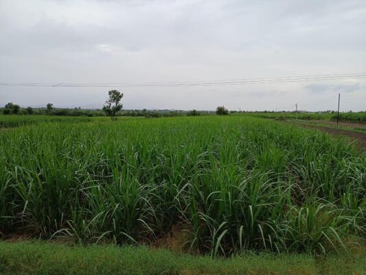 Agriculture / Farm land for sale in Nira Pune - 58081 Sq. Yard.