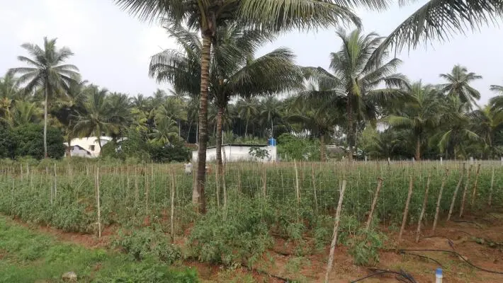 Farm House in Coimbatore - 29+ Farm House for sale in Coimbatore