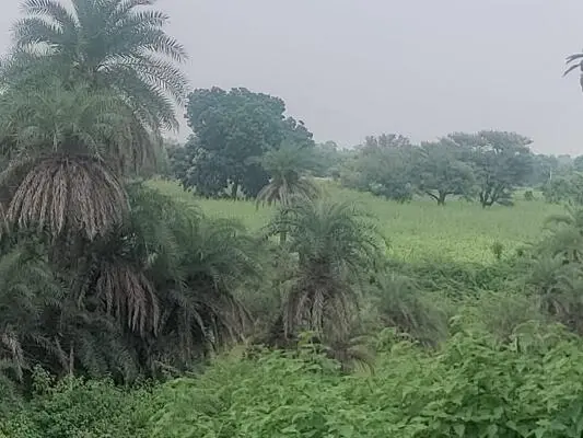 Agriculture land for sale in Bina Sagar - Farm land for sale in Bina Sagar