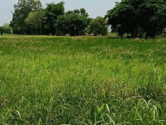 Property in Valangaiman Thiruvarur - Real Estate in Valangaiman Thiruvarur