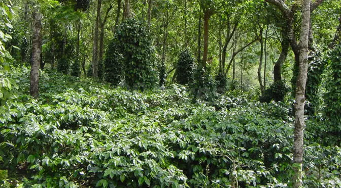 Plots for sale in Megamalai theni - 1+ Residential Land / Plots in ...