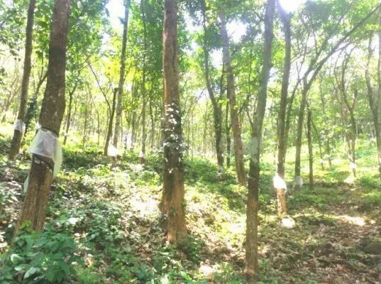 Plots for sale in Ranni Pathanamthitta - 14+ Residential Land / Plots ...