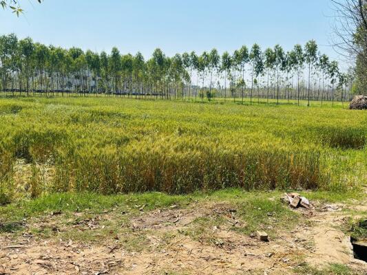 Agriculture / Farm land for sale in Biharigarh Saharanpur - 6800 Sq. Yard.