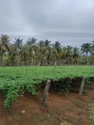 Agriculture land for sale in Pollachi - Farm land for sale in Pollachi