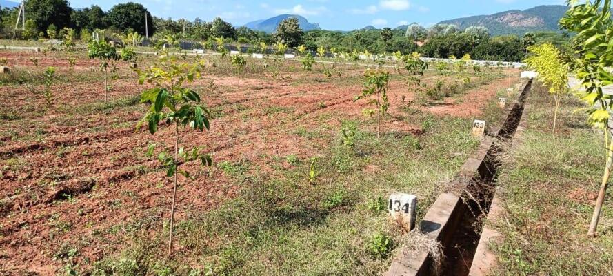 Plots in Rambilli Visakhapatnam from 10 lakhs to 20 lakhs - Residential ...