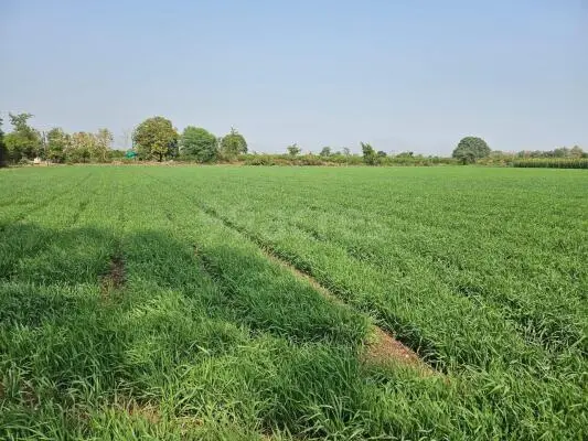 1 BHK Property in Paratwada Amravati - 2+ Flats, Houses in Paratwada ...