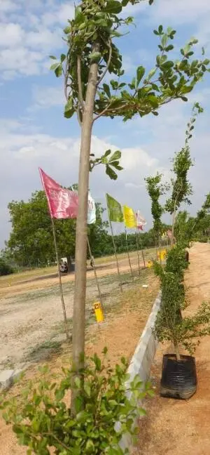 Plots for sale in Cheemala Kondur, Yadadri Bhuvanagiri - 1+ Residential ...