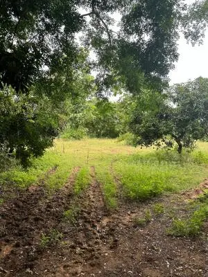 Farm House in Andhra Pradesh - 24+ Farm House for sale in Andhra Pradesh