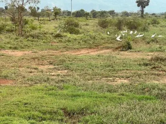 Plots for sale in Kalakkad Tirunelveli - 2+ Residential Land / Plots in ...