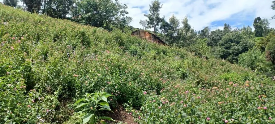 Gated Community Plots in Coonoor Ooty - 14+ Properties