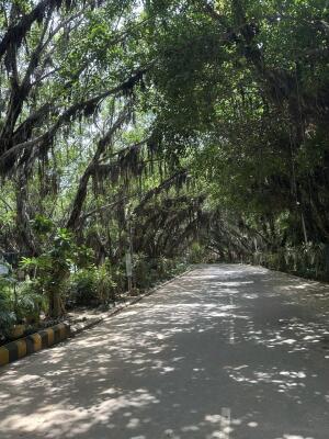 Residential land / Plot for sale in DLF Phase 4 Gurgaon - 316 Sq. Yard.