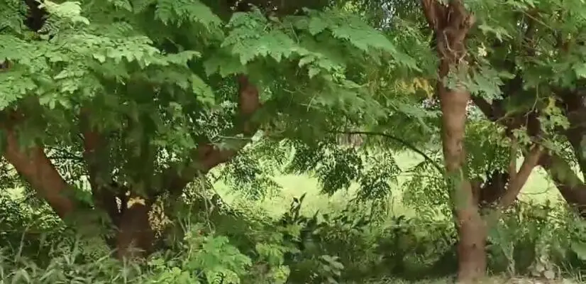 Plots in Saguna More Patna from 3 crores to 5 crores - 2+ Residential ...