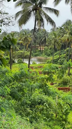 Plots for sale in Tuem Goa - 3+ Residential Land / Plots in Tuem Goa