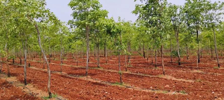 10 lakhs to 15 lakhs - Agricultural land in Kanigiri Prakasham