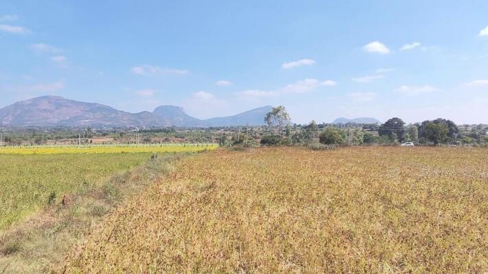 Agriculture / Farm land for sale in Nandi Hills Chikkaballapur ...