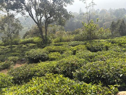 Residential land / Plot for sale in Coonoor Ooty - 424 Sq. Yard.