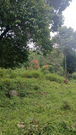 3 BHK Property in Alakode Kannur - Flats, Houses in Alakode Kannur