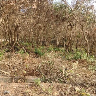 Freehold Plots in Dicarpale, Goa - Freehold Land / Plots for sale in ...