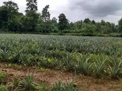 Agriculture land for sale in Karkala Udupi - Farm land for sale in ...