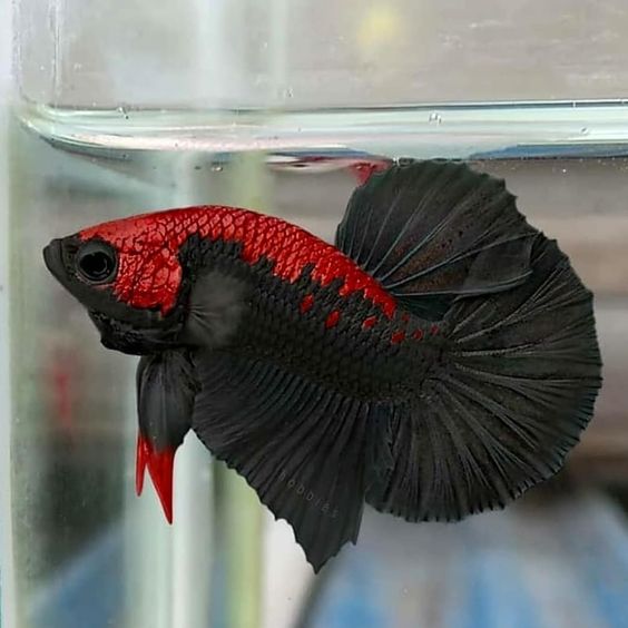 Vastu Fish For Aquarium: List of Best Fishes (With Prices) For Home