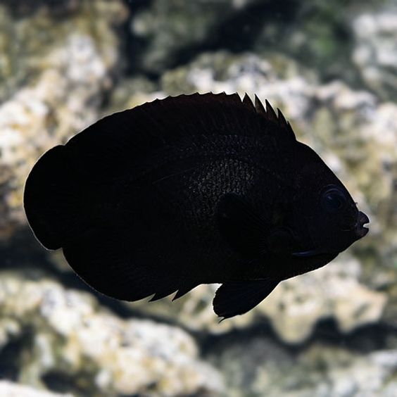 Vastu Fish For Aquarium: List of Best Fishes (With Prices) For Home