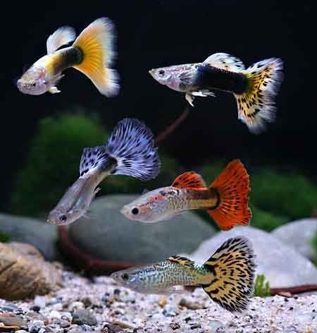 Vastu Fish For Aquarium: List of Best Fishes (With Prices) For Home