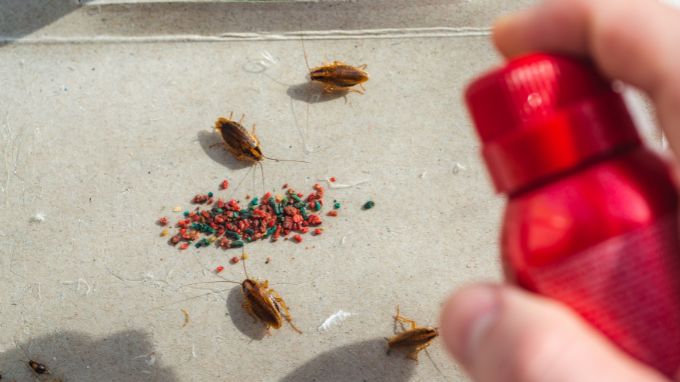 What Kills Cockroaches Instantly: 10 Proven Tips To Remove Them Effectively