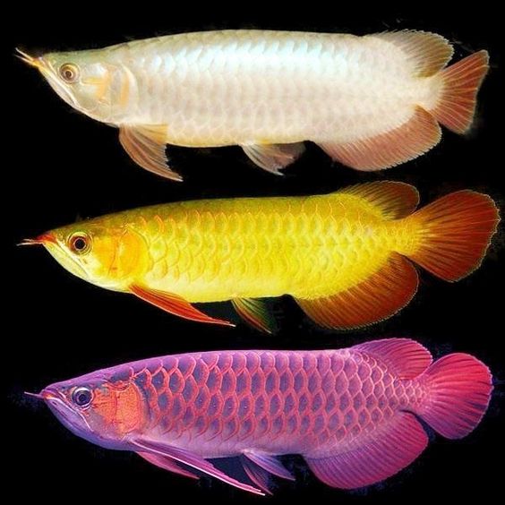 एक्वेरियम में कौनसी मछली रखनी चाहिए, जाने वास्तु क्या कहता हैं?