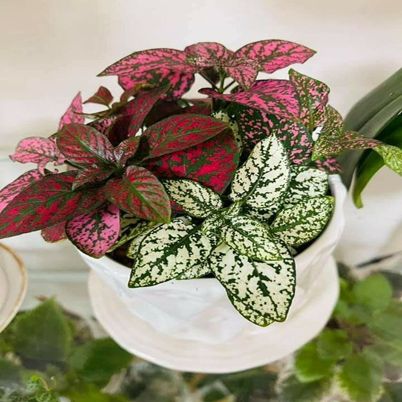 40+ Indoor Plants for your home that can thrive without sunlight, water