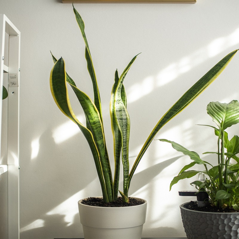 40+ Indoor Plants for your home that can thrive without sunlight, water