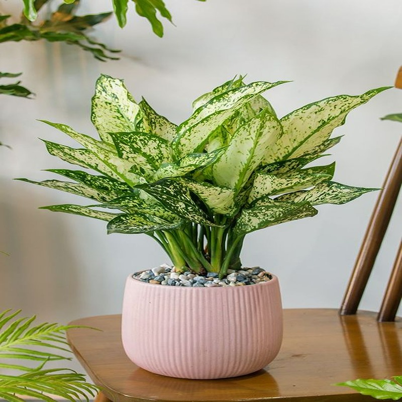40+ Indoor Plants for your home that can thrive without sunlight, water