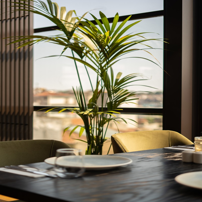40+ Indoor Plants for your home that can thrive without sunlight, water
