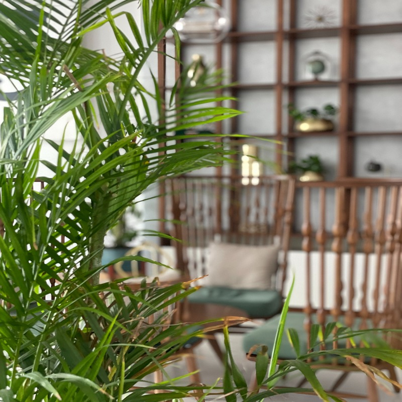 40+ Indoor Plants for your home that can thrive without sunlight, water