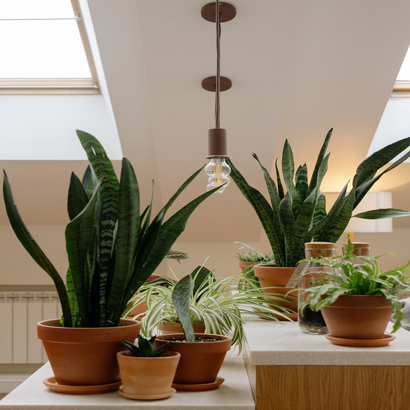 40+ Indoor Plants for your home that can thrive without sunlight, water