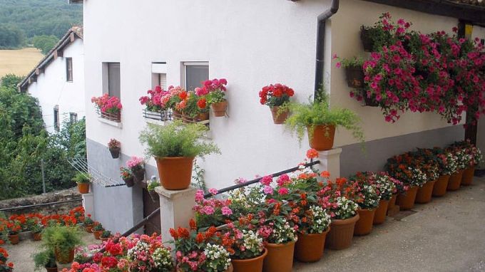 35+ Flower Pot Designs To Beautify Your Green Space in 2023