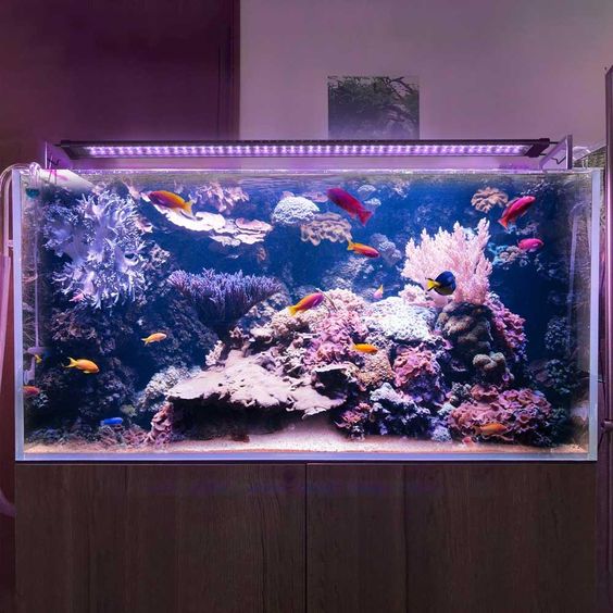 20+ Aquarium Lighting Ideas