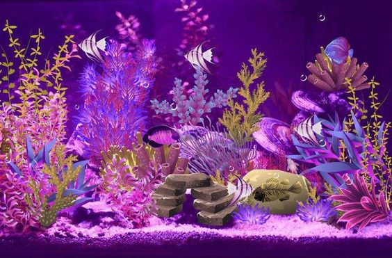 20+ Aquarium Lighting Ideas