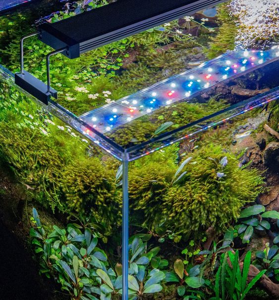 20+ Aquarium Lighting Ideas