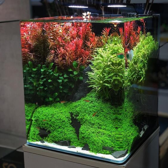20+ Aquarium Lighting Ideas