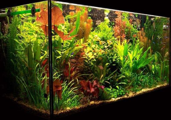 20+ Aquarium Lighting Ideas