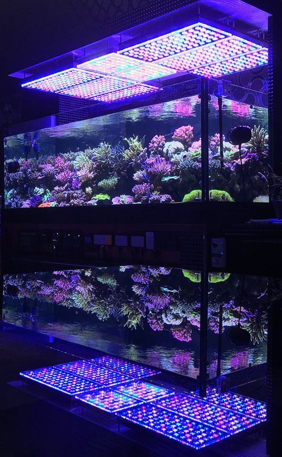 20+ Aquarium Lighting Ideas