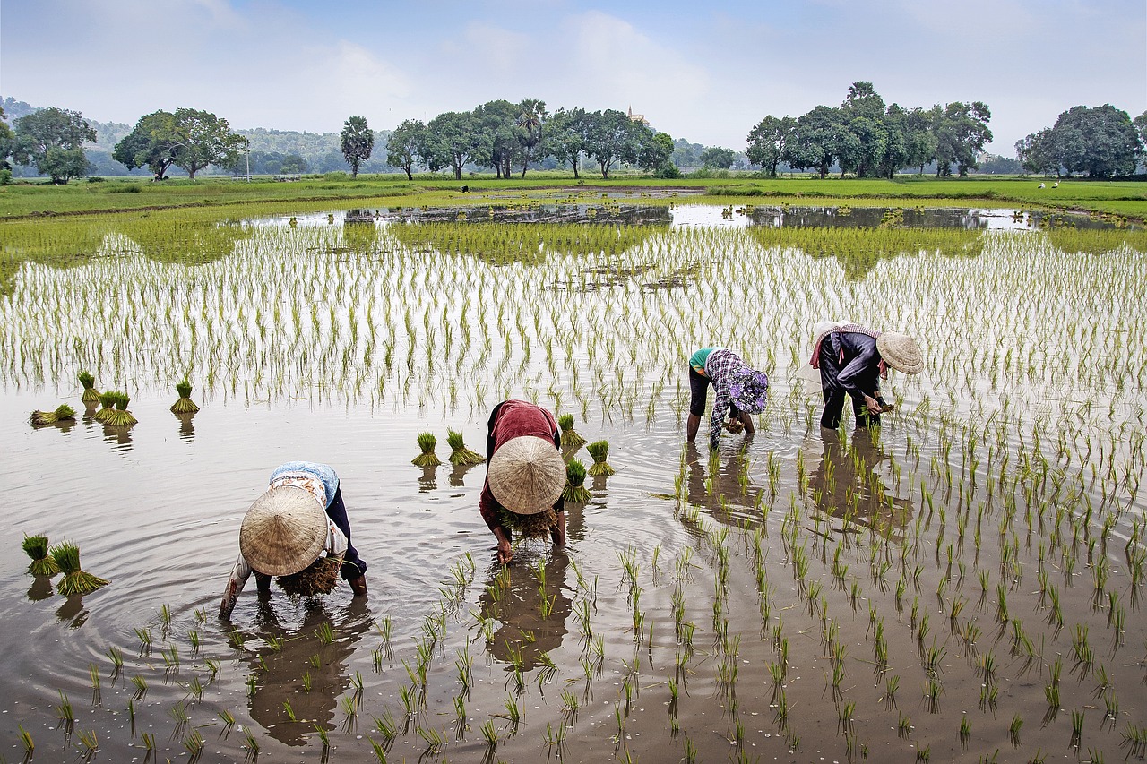 What is Marusi: Meaning & Importance in Indian Agriculture